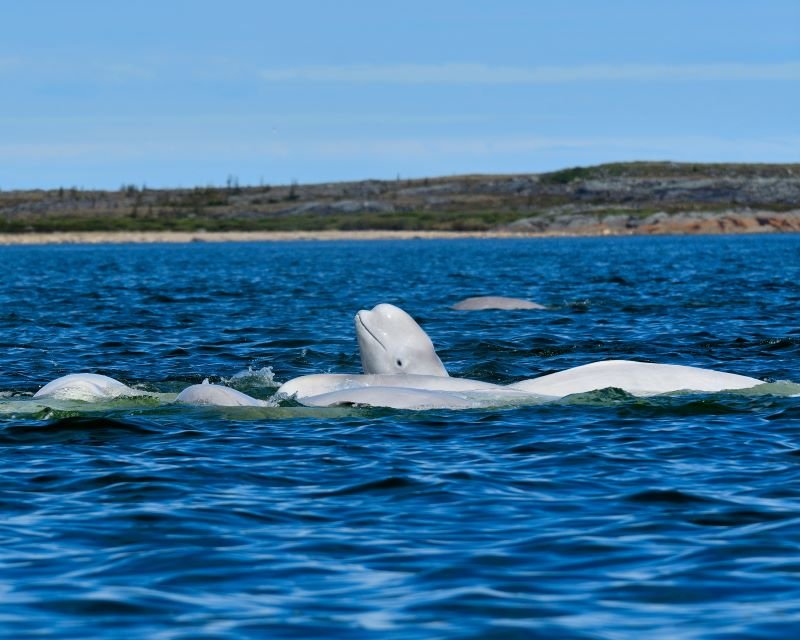 Voyage au cœur de la faune sauvage canadienne | Terra Canada