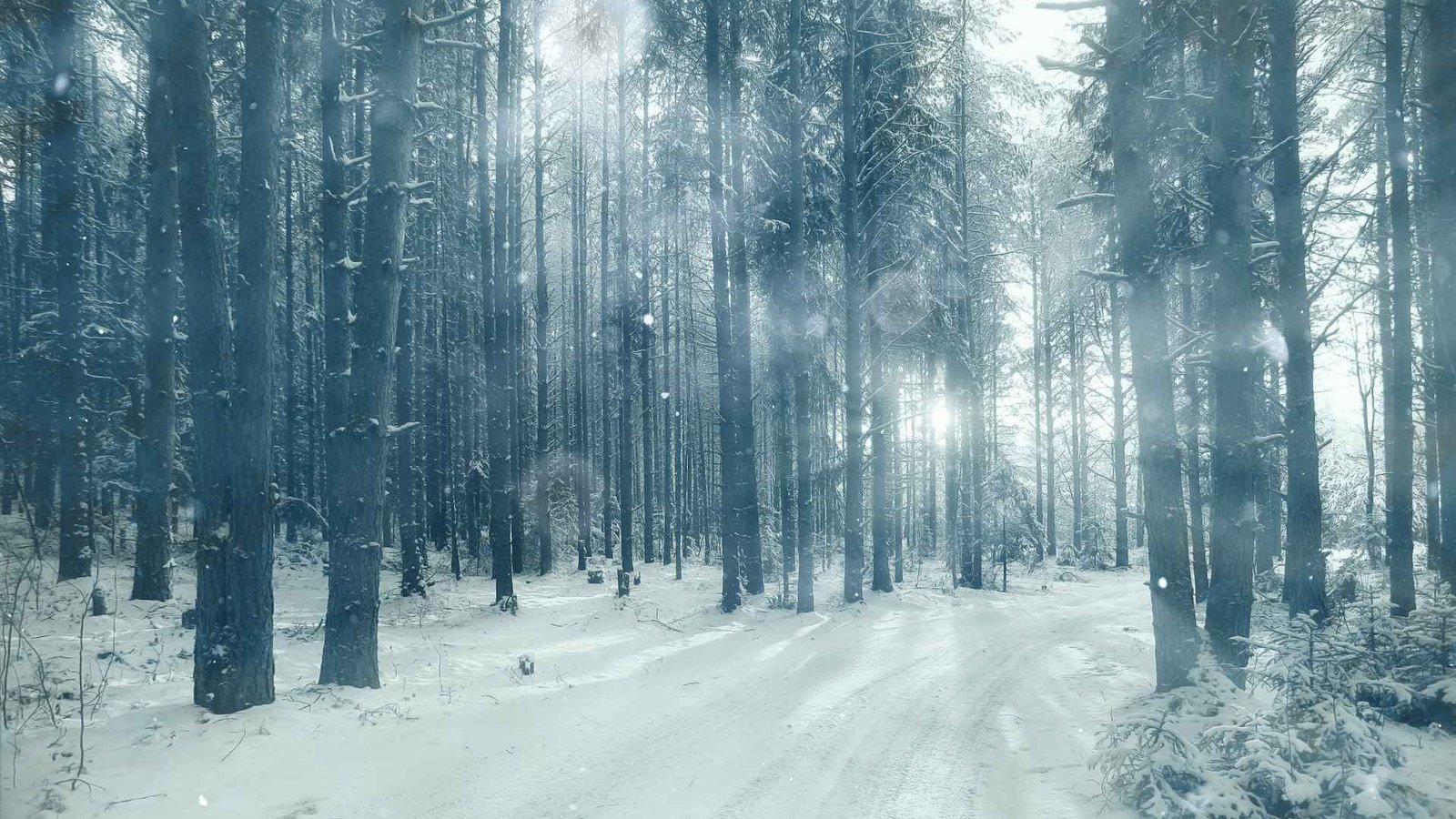 Que faire au Québec en hiver? | Terra Canada, experts locaux
